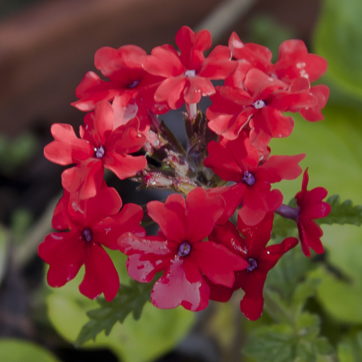 Peruvian Mock Vervain (Verbena Peruviana) Plant Care & How to Grow, Water