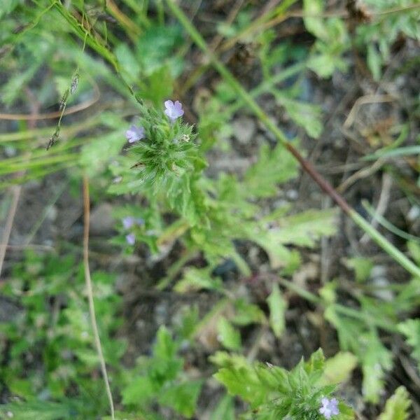 Dwarf Verbena (Verbena Pumila) Plant Care & How to Grow, Water