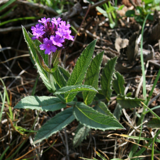 Slender Vervain (Verbena Rigida) Plant Care & How to Grow, Water