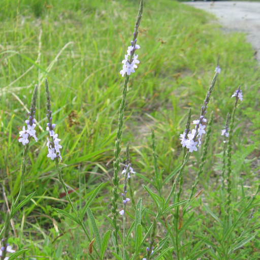 Narrowleaf Vervain (Verbena Simplex) Plant Care & How to Grow, Water