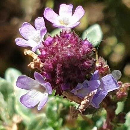 Supine Vervain (Verbena Supina) Care Guide: Water, Soil & Propagation ...