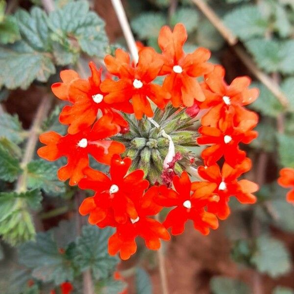 Crisped Mock Vervain (Verbena Tweedieana) Plant Care & How to Grow, Water