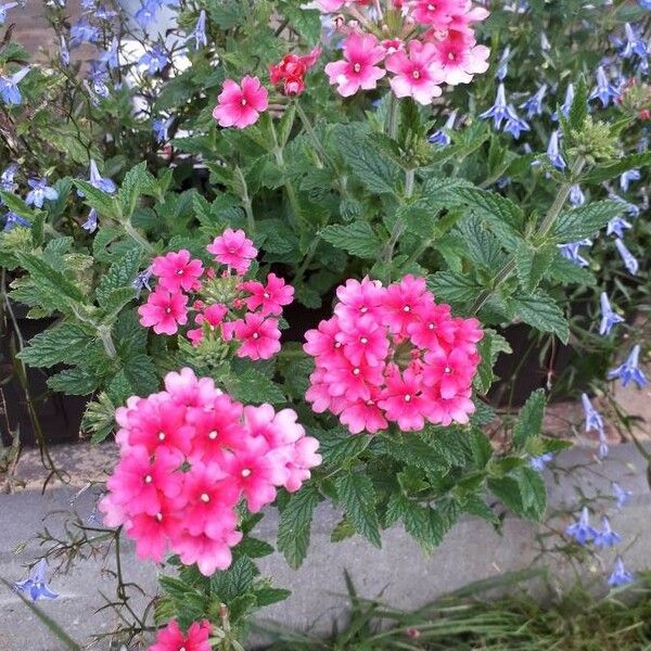 Verbena X Hybrida Plant Care & How to Grow, Water