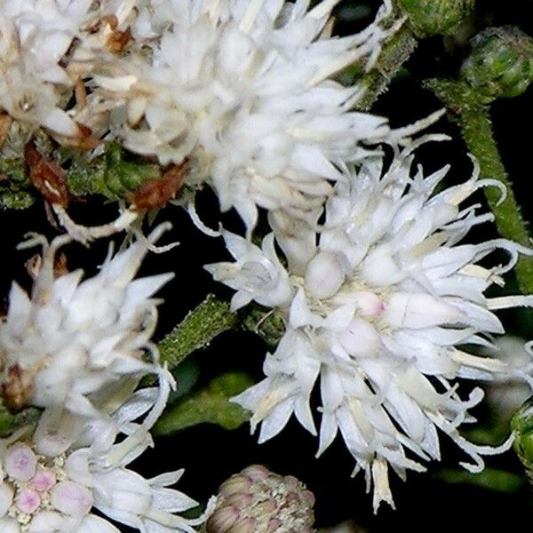 Vernonanthura Patens Plant Care & How to Grow, Water