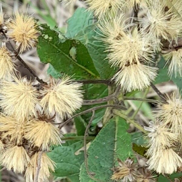 Cambará-Branco (Vernonanthura Tweedieana) Plant Care & How to Grow, Water