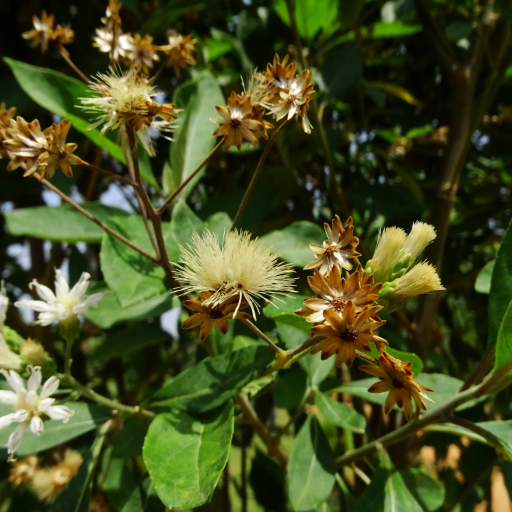 Sierra Leone Bitterleaf (Vernonia Amygdalina) Care Guide: Water, Soil ...