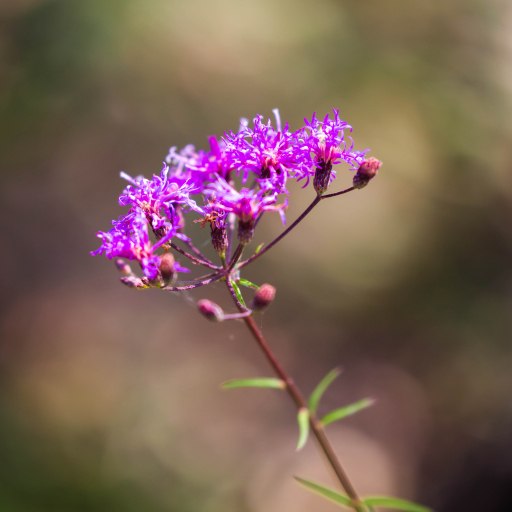 Tall Ironweed (Vernonia Angustifolia) Plant Care & How to Grow, Water