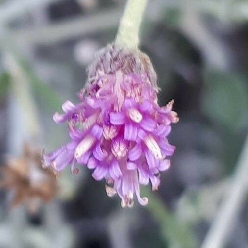 Vernonia Arabica Care Guide: Water, Soil & Propagation - Plantiary