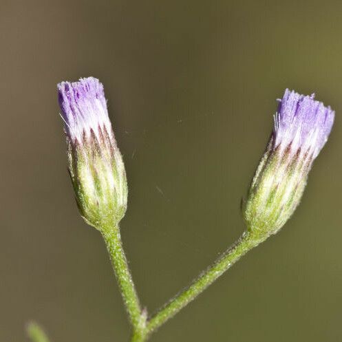 Little Ironweed (Vernonia Betonicaefolia) Care Guide: Water, Soil ...