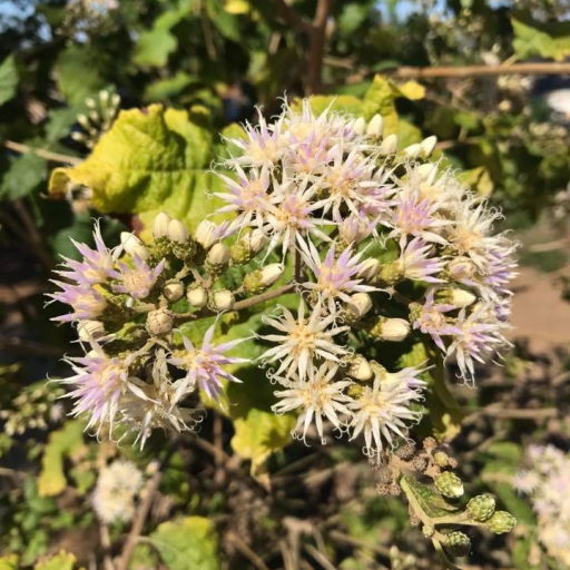 Gambia Bitterleaf (Vernonia Colorata) Care Guide: Water, Soil ...