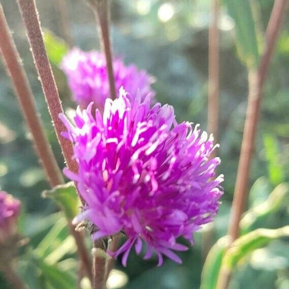 Vernonia Echioides Care Guide: Water, Soil & Propagation - Plantiary