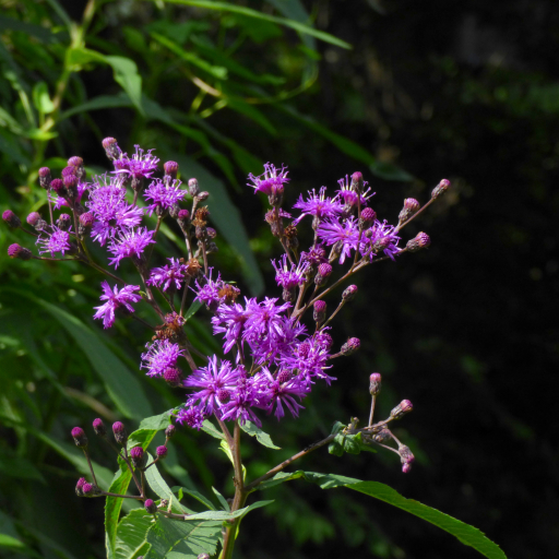 Giant Ironweed (Vernonia Gigantea) Plant Care & How to Grow, Water