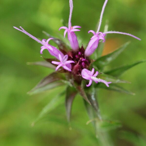 Broadleaf Ironweed (Vernonia Glauca) Plant Care & How to Grow, Water