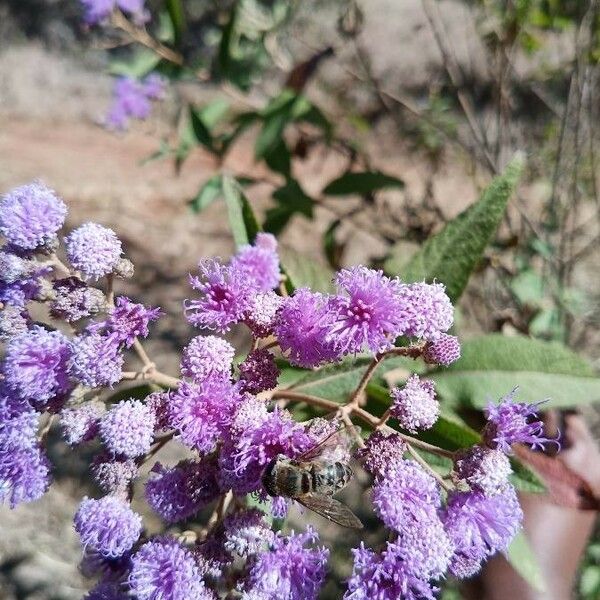 Vernonia Leopoldi Plant Care & How to Grow, Water