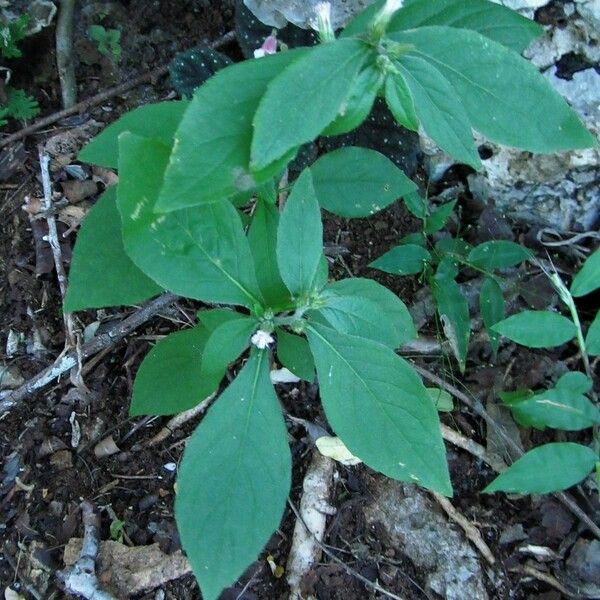 Vernonia Remotiflora Care Guide: Water, Soil & Propagation - Plantiary