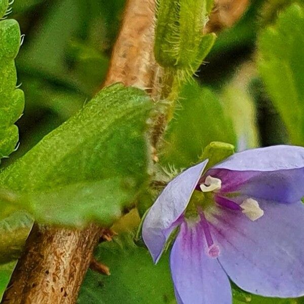 Veronica Abyssinica Plant Care & How to Grow, Water