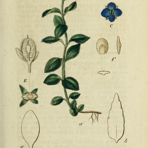 Alpine Speedwell (Veronica Alpina) Plant Care & How to Grow, Water