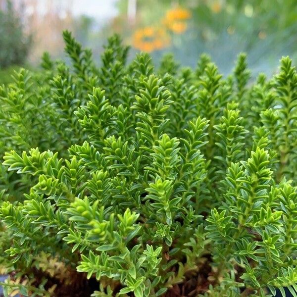 Whipcord Hebe (Veronica Cupressoides) Plant Care & How to Grow, Water