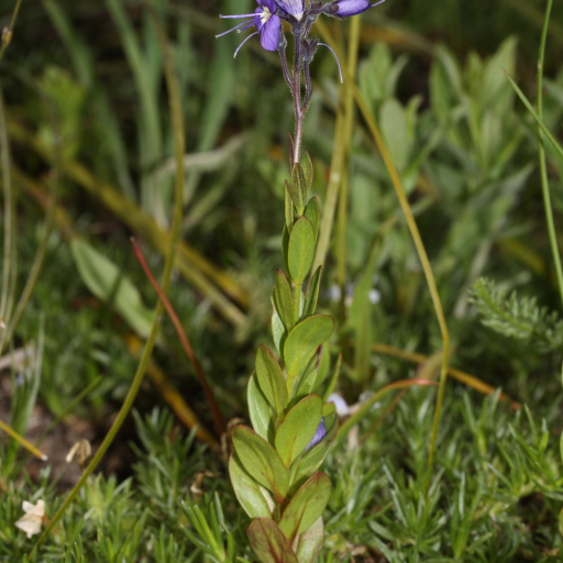 New Zealand-Yam (Oxalis Tuberosa) Plant Care & How to Grow, Water