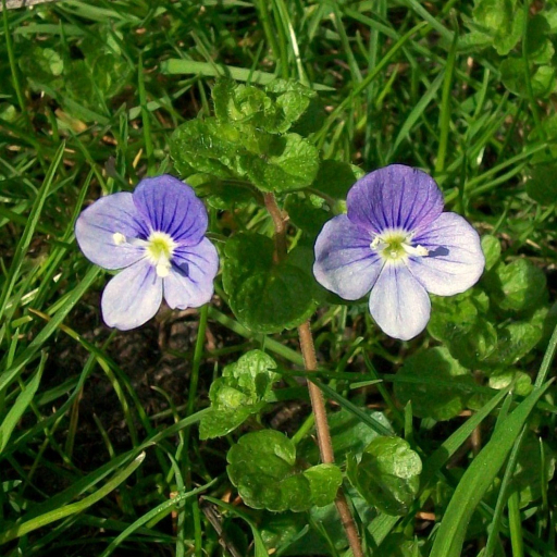 Creeping Speedwell (Veronica Filiformis) Plant Care & How to Grow, Water