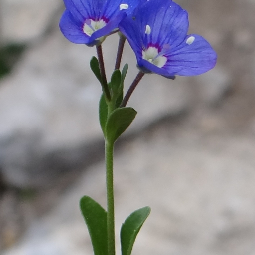 Rock Speedwell (Veronica Fruticans) Plant Care & How to Grow, Water