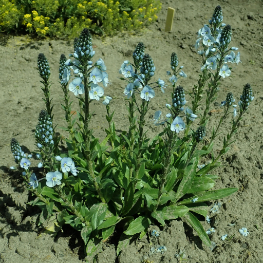 Gentian Speedwell (Veronica Gentianoides) Plant Care & How to Grow, Water
