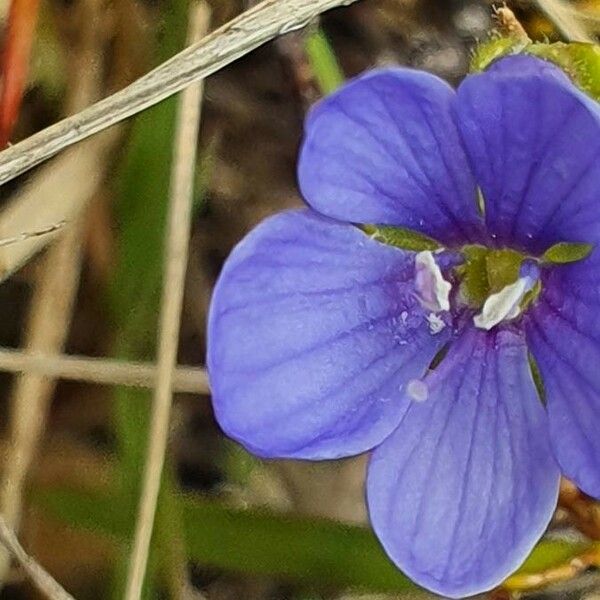 Veronica Glandulosa Care Guide: Water, Soil & Propagation - Plantiary