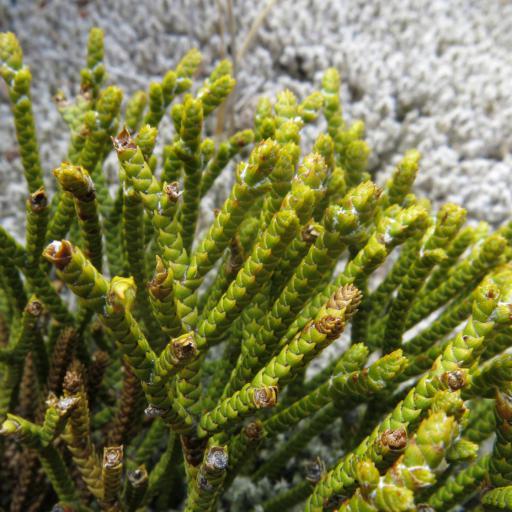 Water Smartweed (Persicaria Amphibia) Plant Care & How to Grow, Water