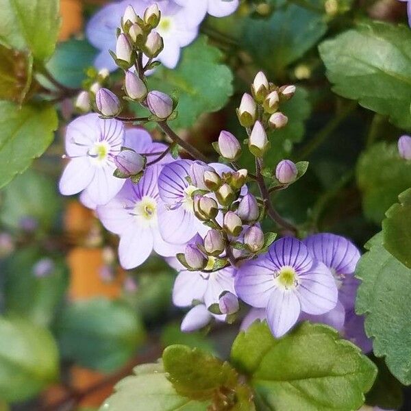 Veronica Petraea Care Guide: Water, Soil & Propagation - Plantiary