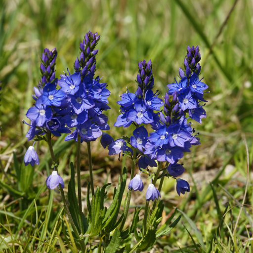 Prostrate Speedwell (Veronica Prostrata) Plant Care & How to Grow, Water
