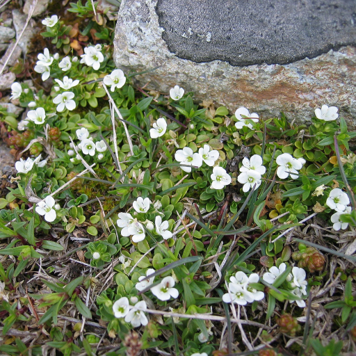 Corsican Speedwell (Veronica Repens) Plant Care & How to Grow, Water