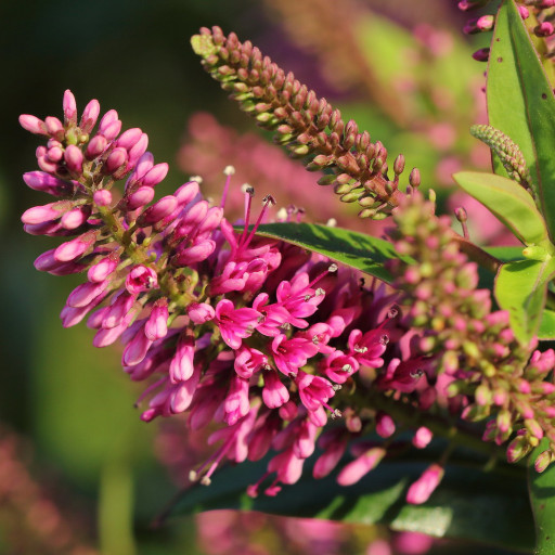 New Zealand Hebe (Veronica Speciosa) Care Guide: Water, Soil ...