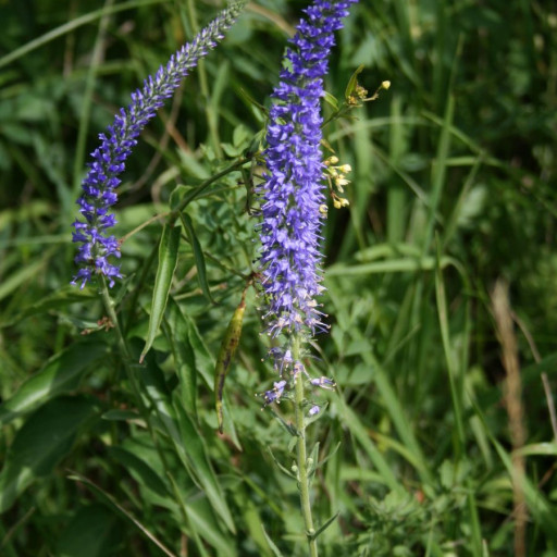 Spiked Speedwell (Veronica Spicata) Plant Care & How to Grow, Water