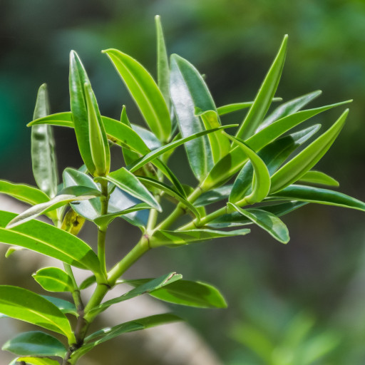 Koromiko (Veronica Stricta) Plant Care & How to Grow, Water