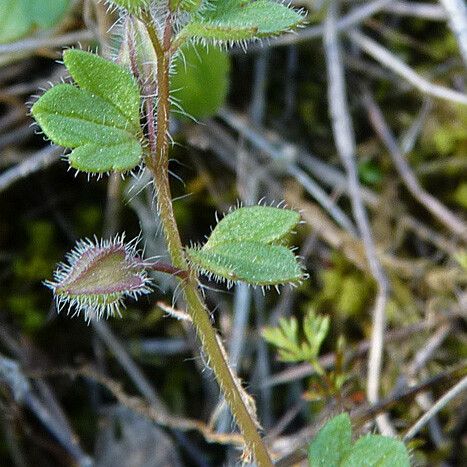 Trilobed Speedwell (Veronica Triloba) Plant Care & How to Grow, Water