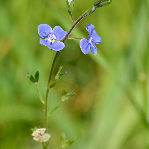 Speedwells (Veronica) Care Guide: Water, Soil & Propagation - Plantiary