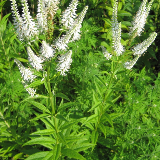 Culver's Root (Veronicastrum Virginicum) Plant Care & How to Grow, Water