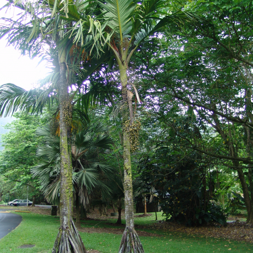 Seychelles Stilt Palm (Verschaffeltia Splendida) Plant Care & How to ...