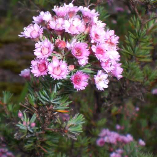 Plume Feather-Flower (Verticordia Plumosa) Plant Care & How to Grow, Water