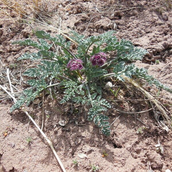 Bulbous Springparsley (Vesper Bulbosus) Plant Care & How to Grow, Water
