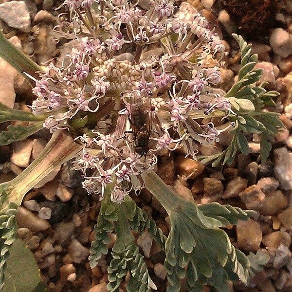 Bigroot Springparsley (Vesper Macrorhizus) Plant Care & How to Grow, Water