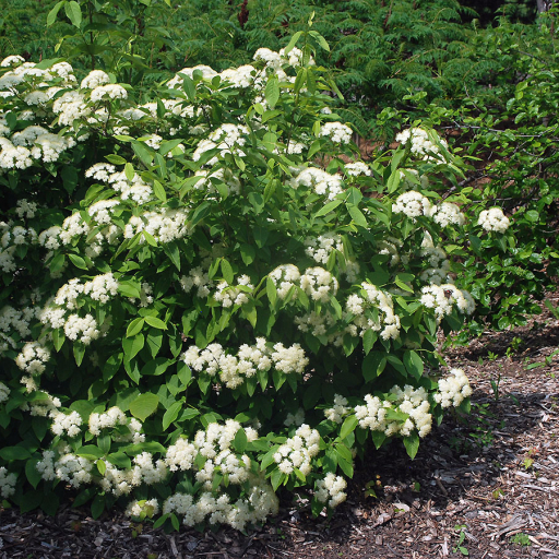 Witherod (Viburnum Cassinoides) Care Guide: Water, Soil & Propagation ...