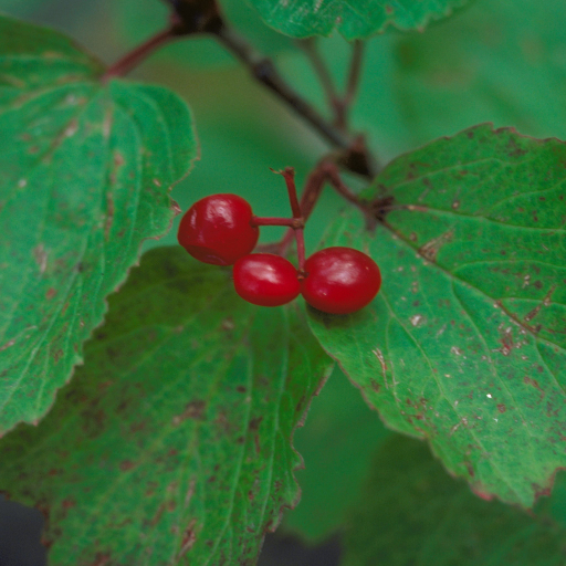 Mooseberry (Viburnum Edule) Plant Care & How to Grow, Water