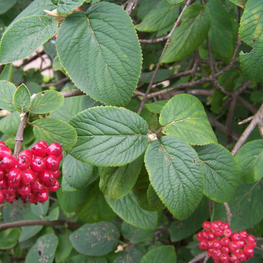 Wayfaringtree (Viburnum Lantana) Plant Care & How to Grow, Water