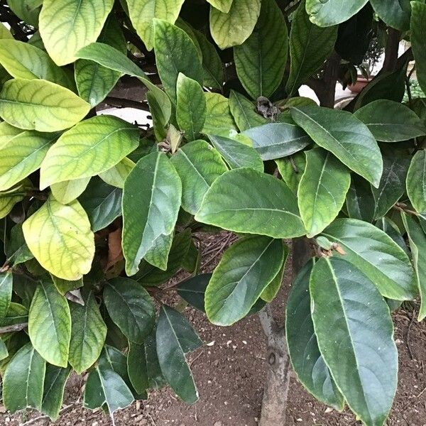 Mathew's Viburnum (Viburnum Mathewsii) Plant Care & How to Grow, Water