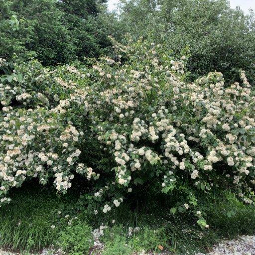 Japanese Snowball (Viburnum Plicatum) Care Guide: Water, Soil ...