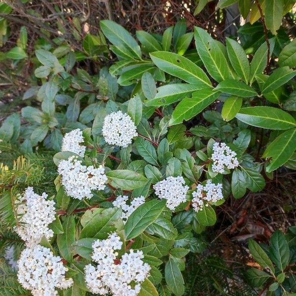 Canary Lauristine (Viburnum Rugosum) Plant Care & How to Grow, Water