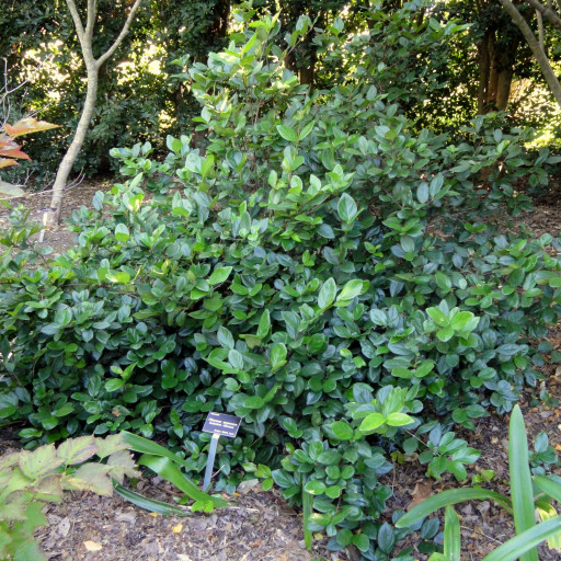 Sandankwa Viburnum (Viburnum Suspensum) Plant Care & How to Grow, Water