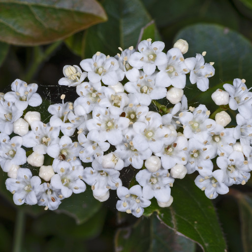 Laurustinus (Viburnum Tinus) Plant Care & How to Grow, Water