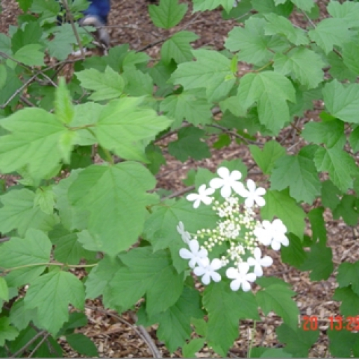 Snowball (Viburnum Trilobum) Plant Care & How to Grow, Water